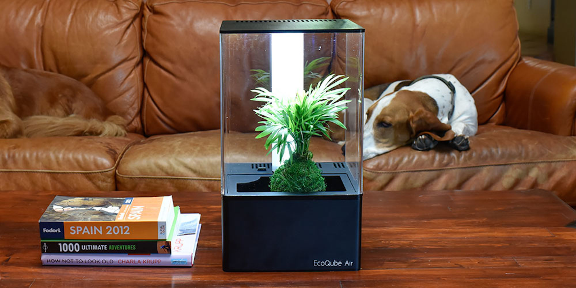 The EcoQube Air Desktop Greenhouse Lets You Grow Veggies in Your ...