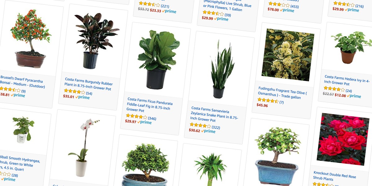 Amazon is expanding once again, new Plants Store open with deals from $9