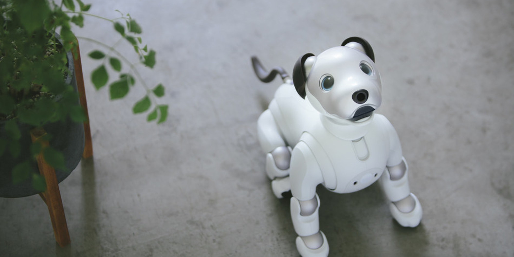 Sony brings its adorable robotic dog Aibo stateside with an expensive ...